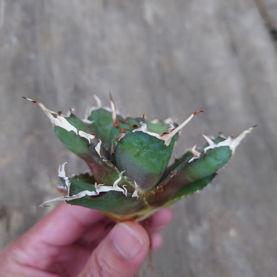 アガベ チタノタ 白鯨 1 Agave titanota white whale | My-F...