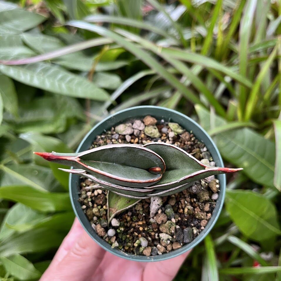Sansevieria rorida サンスベリア ロリダ R11 | My-Favthings