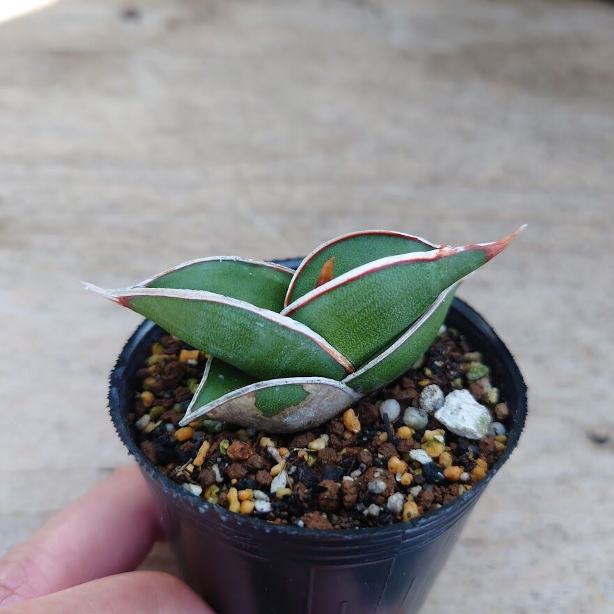 Sansevieria rorida サンスベリア ロリダ R3 | My-Favthings