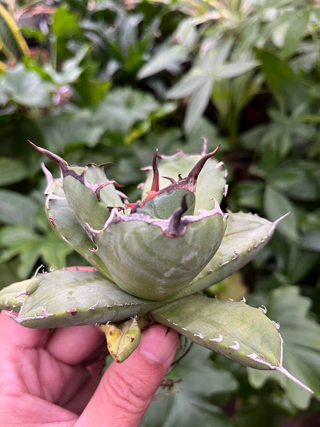 アガベ チタノタ アザラシ 海豹 CS4 agave titanota Compacta 'S...