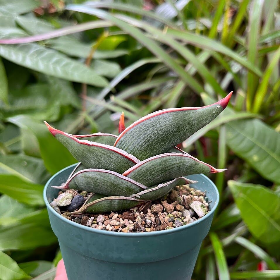 Sansevieria rorida サンスベリア ロリダ R11 | My-Favthings