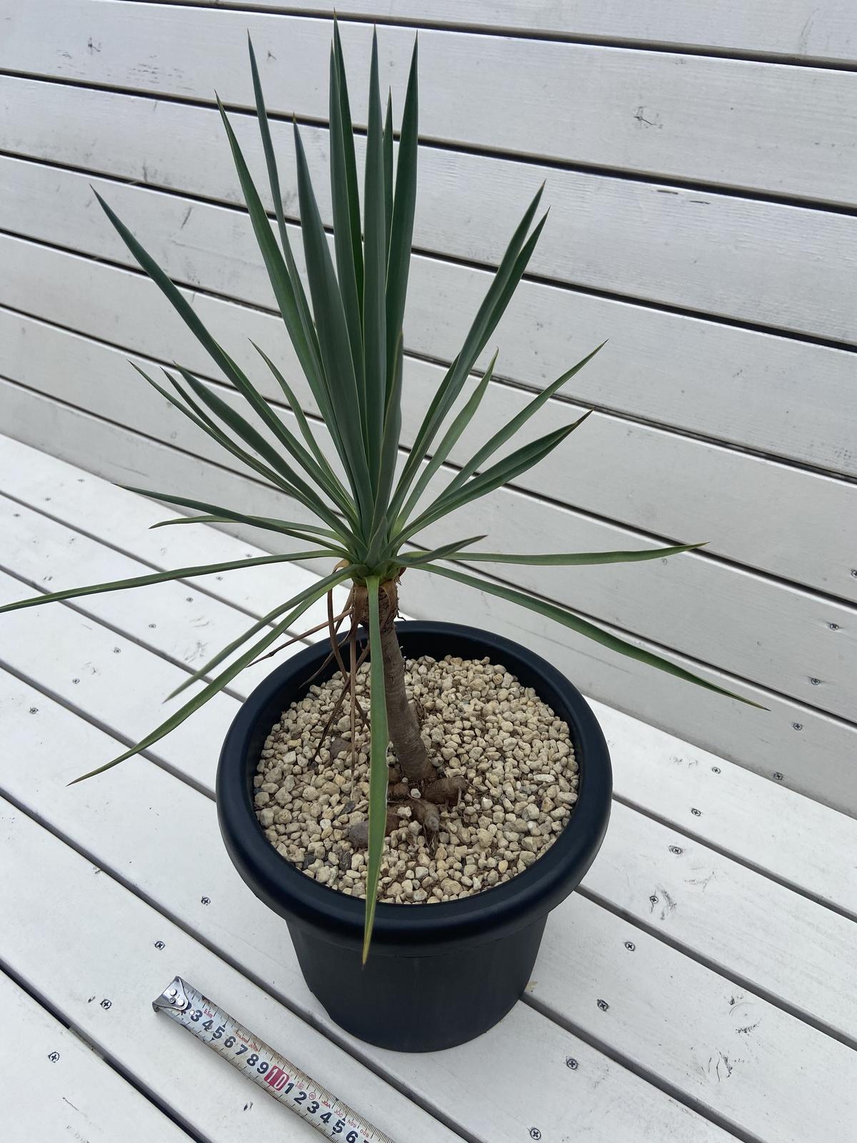 Yucca rigida blue sentry | WEST SIDE's STORE