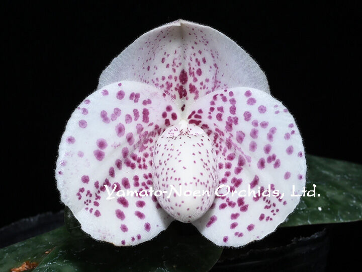 Paph. bellatulum fma. semi-album 花付き株 | 大和農園洋蘭部
