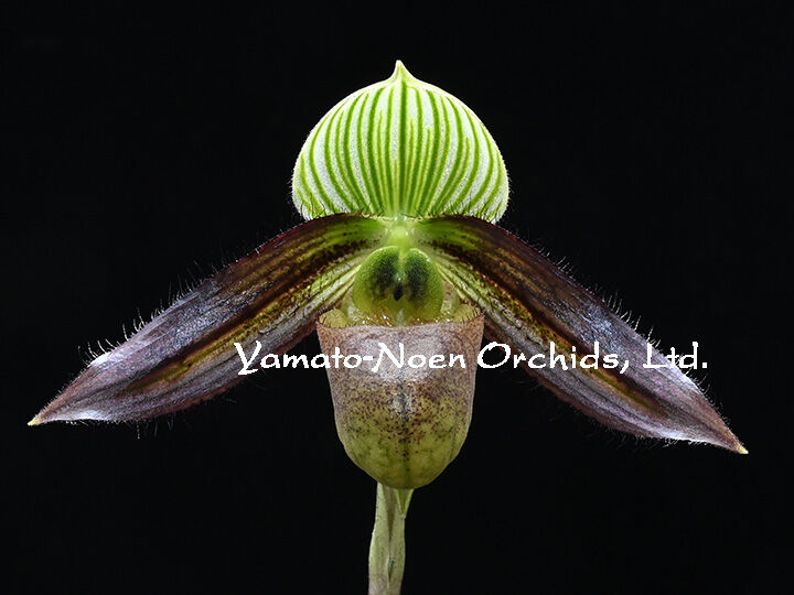 Paph. wardii fma. atrobrunneum 実生初花（#5） | 大和農園洋蘭部