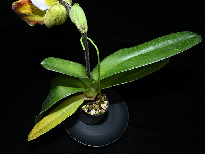 Paph. Thunder World 最新リメイク交配 初花付き株 | 大和農園洋蘭部
