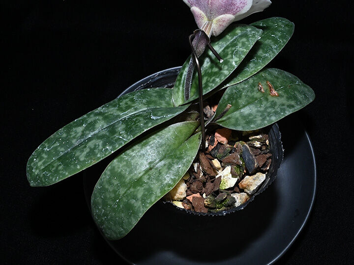 Paph. bellatulum fma. semi-album 花付き株 | 大和農園洋蘭部