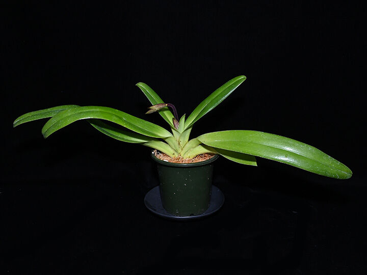 Paph. Isabel Booth ツボミ付き株 | 大和農園洋蘭部