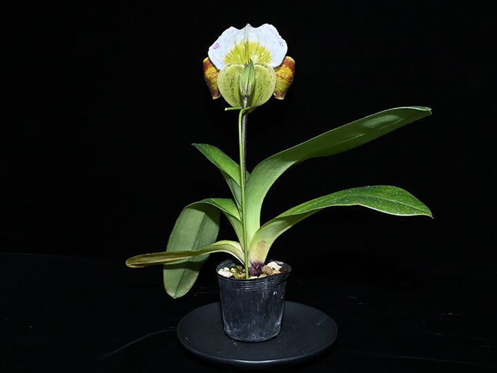 Paph. Thunder World 最新リメイク交配 初花付き株 | 大和農園洋蘭部