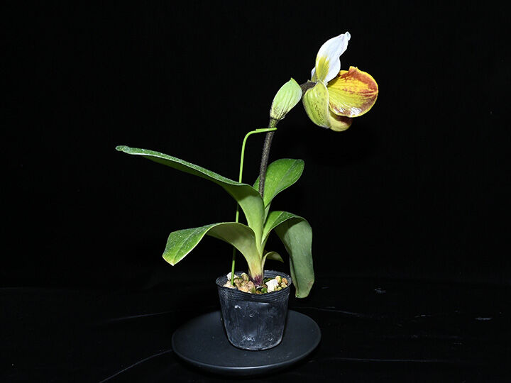Paph. Thunder World 最新リメイク交配 初花付き株 | 大和農園洋蘭部