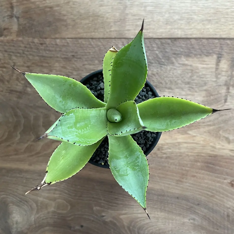 Agave Mitis var. Albidior | EL Damian