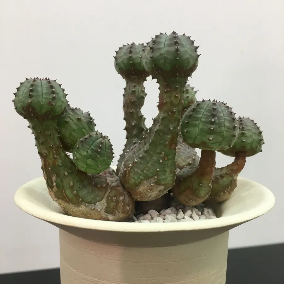 Euphorbia hyb 'Obesa blow' ユーフォルビア オベサブロウ