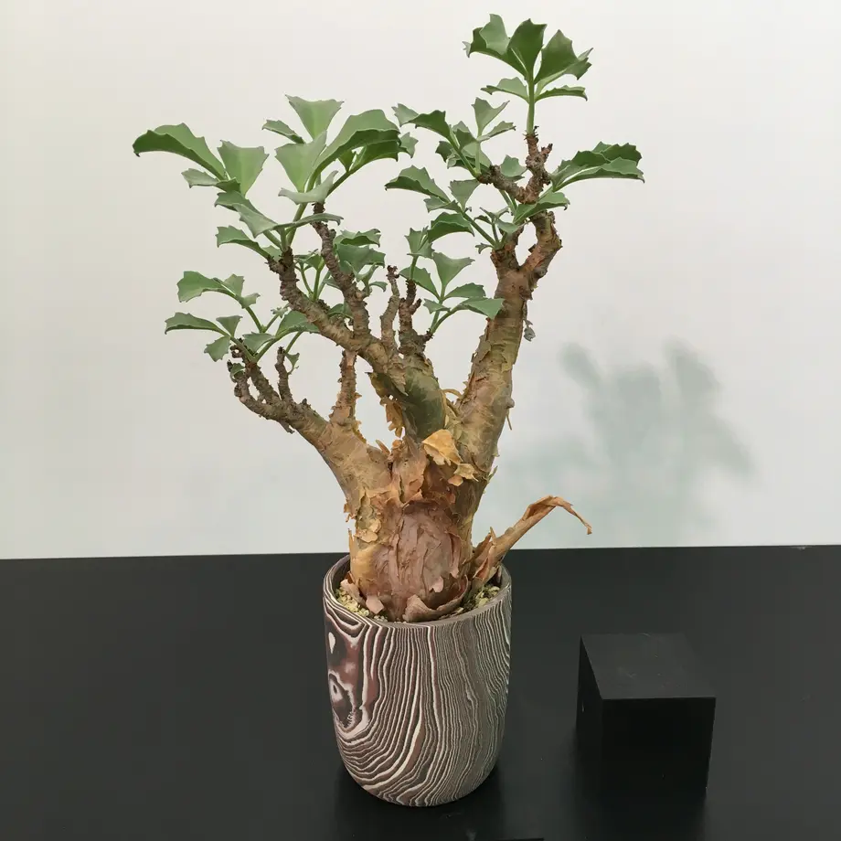 Cyphostemma betiforme キフォステンマ ベティフォルメ | • BOTA...