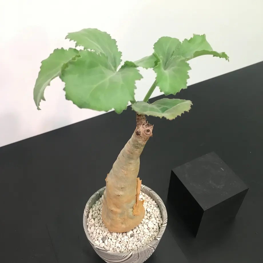 Cyphostemma betiforme キフォステンマ ベティフォルメ | • BOTA...