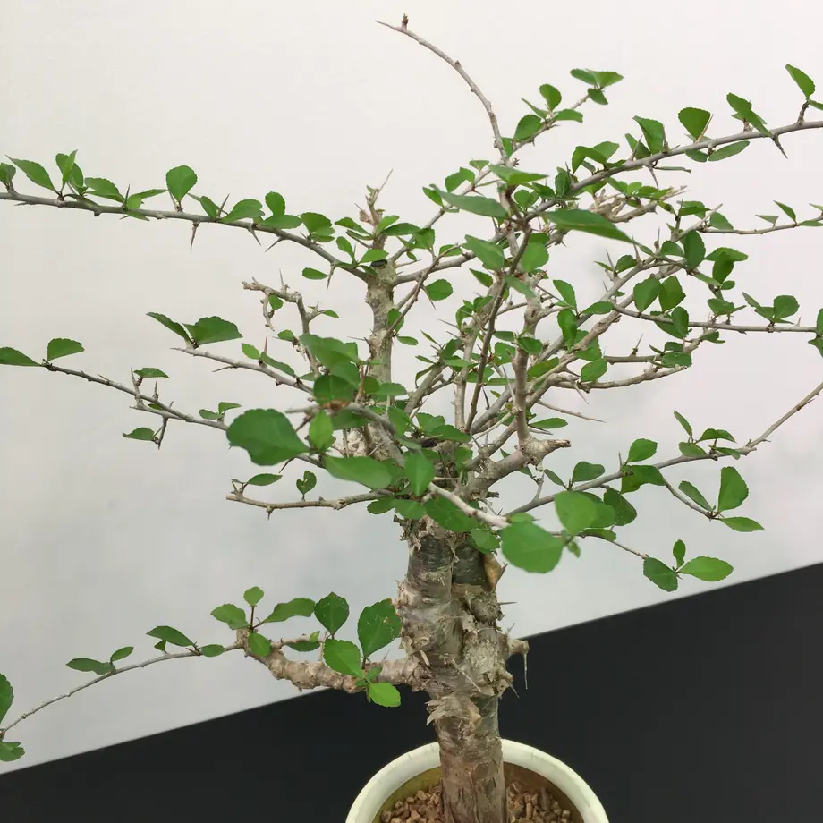 Commiphora simplicifolia コミフォラ シンプリキフォリア | • B...