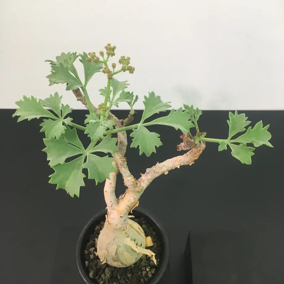 Cyphostemma betiforme キフォステンマ ベティフォルメ | • BOTA...