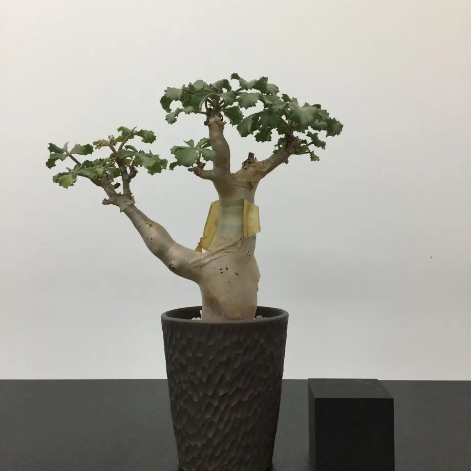 Cyphostemma betiforme キフォステンマ ベティフォルメ | • BOT...