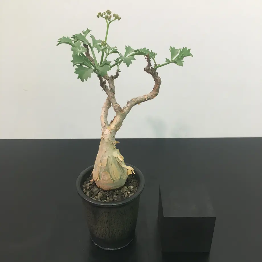 Cyphostemma betiforme キフォステンマ ベティフォルメ | • BOTA...