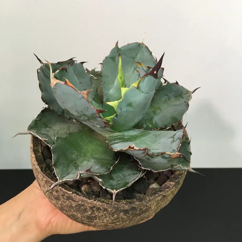 Agave titanota ’BB’ (blue ball,black&blue) アガベ ...