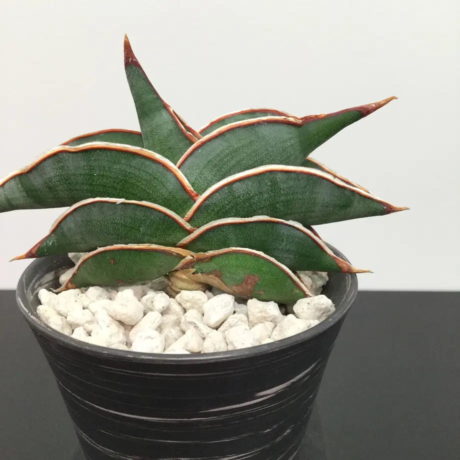 Sansevieria rorida サンセベリア ロリダ | • BOTAN