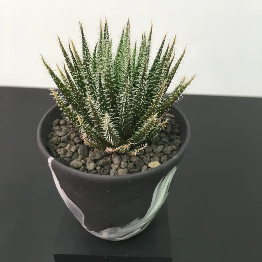 Aloe haworthioides アロエ ハオルチオイデス | • BOTAN