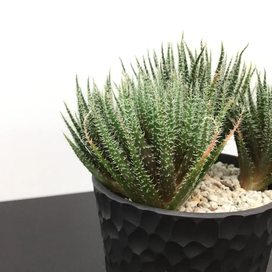 Aloe haworthioides アロエ ハオルチオイデス | • BOTAN