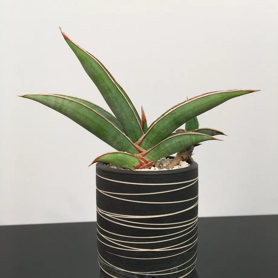 Sansevieria rorida 'Lavranos 23395' サンセベリア ロリダ ...