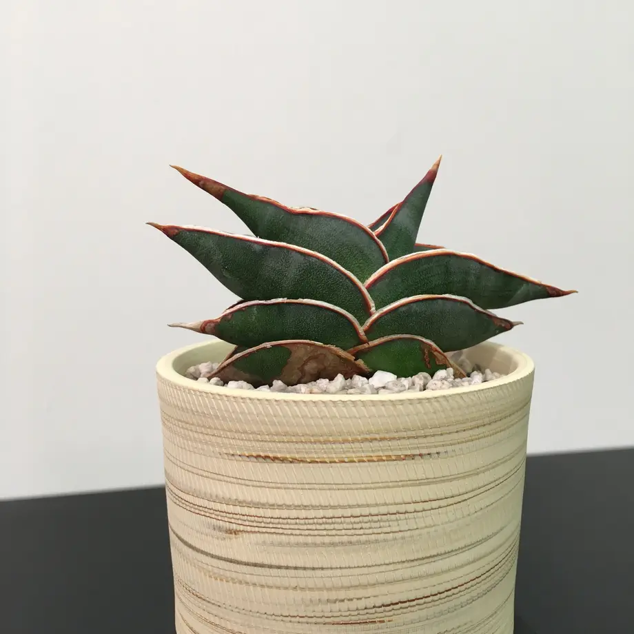 Sansevieria rorida サンセベリア ロリダ | • BOTAN