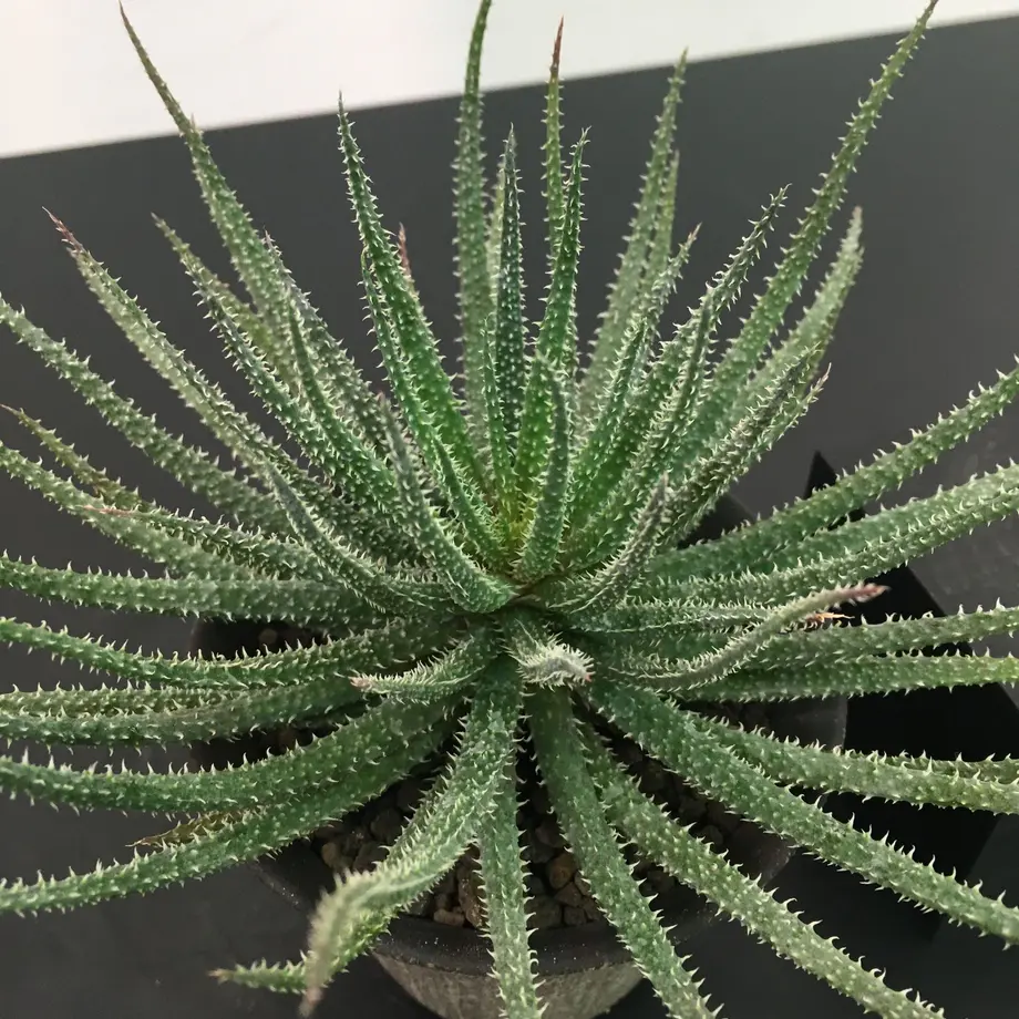 Aloe parvula アロエ パルブラ 女王錦 | • BOTAN