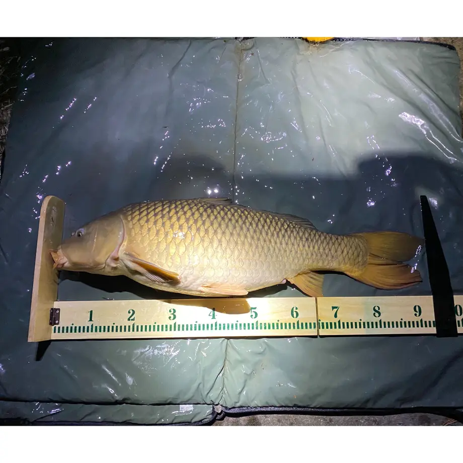 カープボード コンパクトver. | CARPROAD カープロード オンラインストア