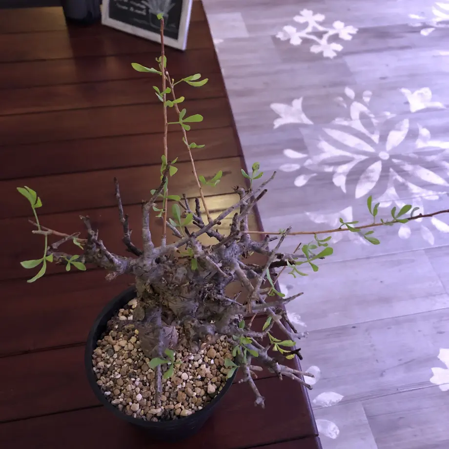 commiphora foliacea《L size》希少株‼︎ | plants holi...