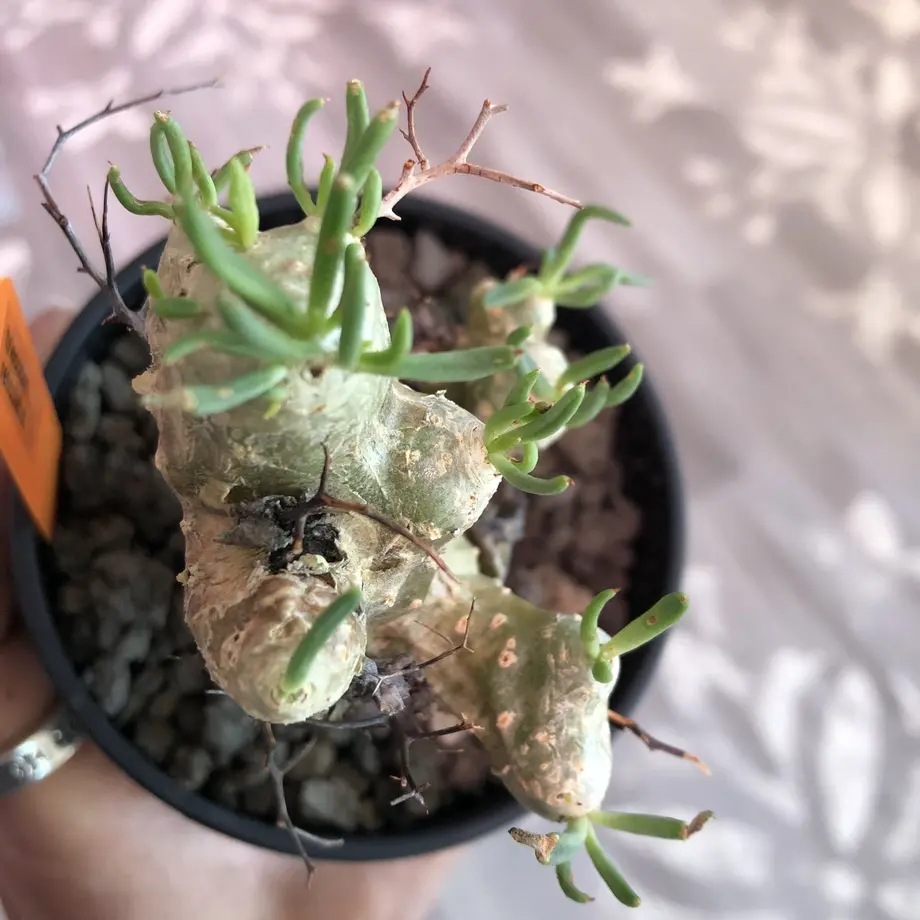 tylecodon reticulatus《万物想》 | plants holic ...