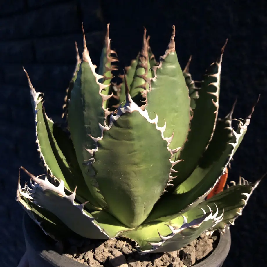agave horrida《M size》 | plants holic