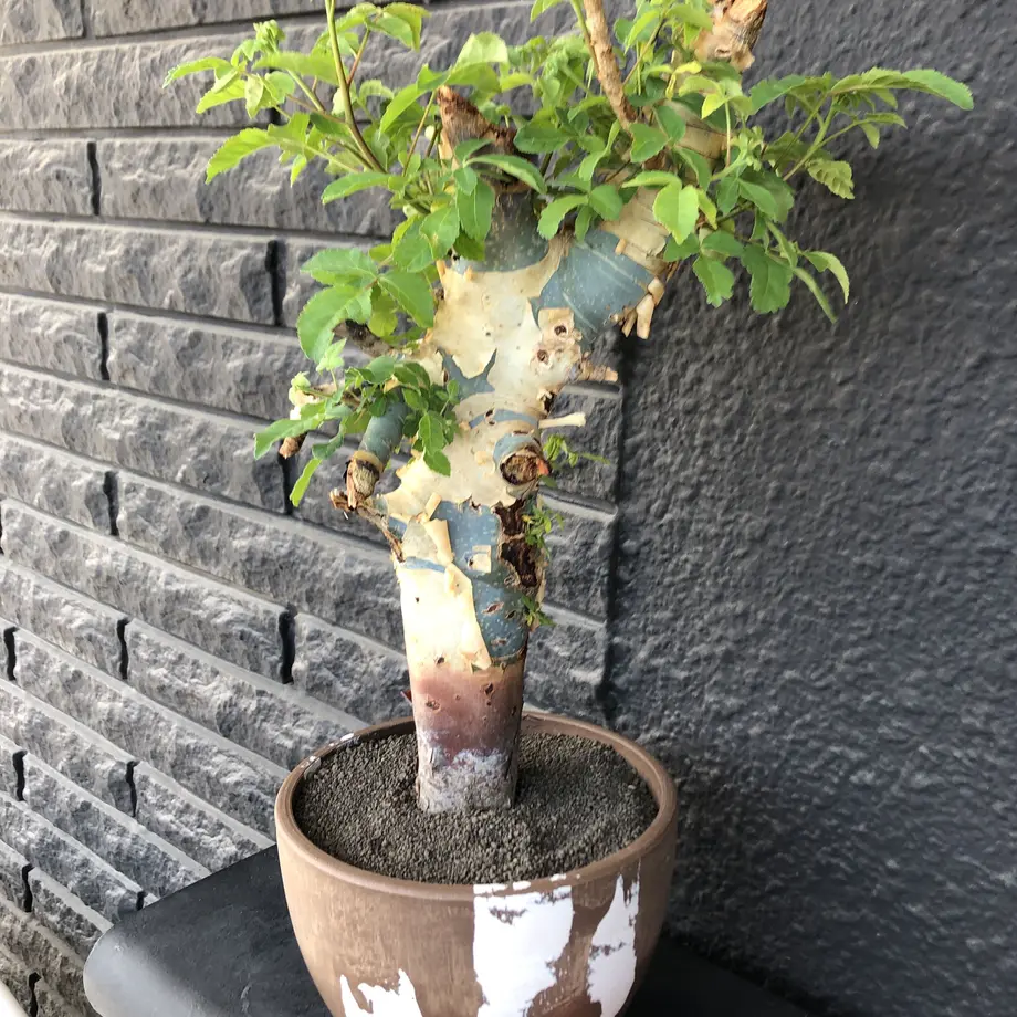 commiphora holtziana《大きめLL size》驚愕‼︎極太株第3弾‼︎※現...