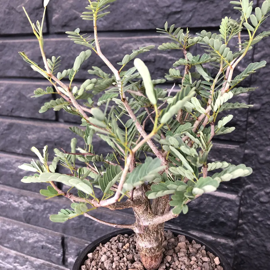 senna meridionalis《 L size》※現地球発根済株※幹の色が濃くweig...