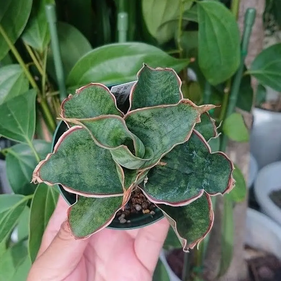 no.3 Sansevieria sp. Mafinga Tanzania Dragon サン...