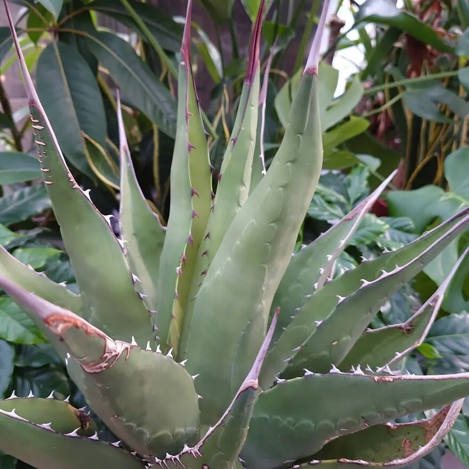 アガベ ジェントリー ジョーズ agave gentryi "Jaws" J5 | Mello...