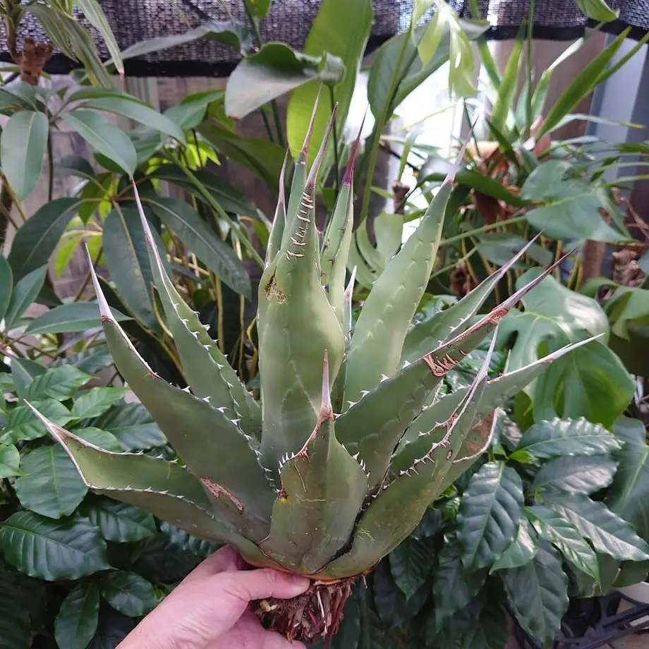 アガベ ジェントリー ジョーズ agave gentryi "Jaws" J5 | Mello...