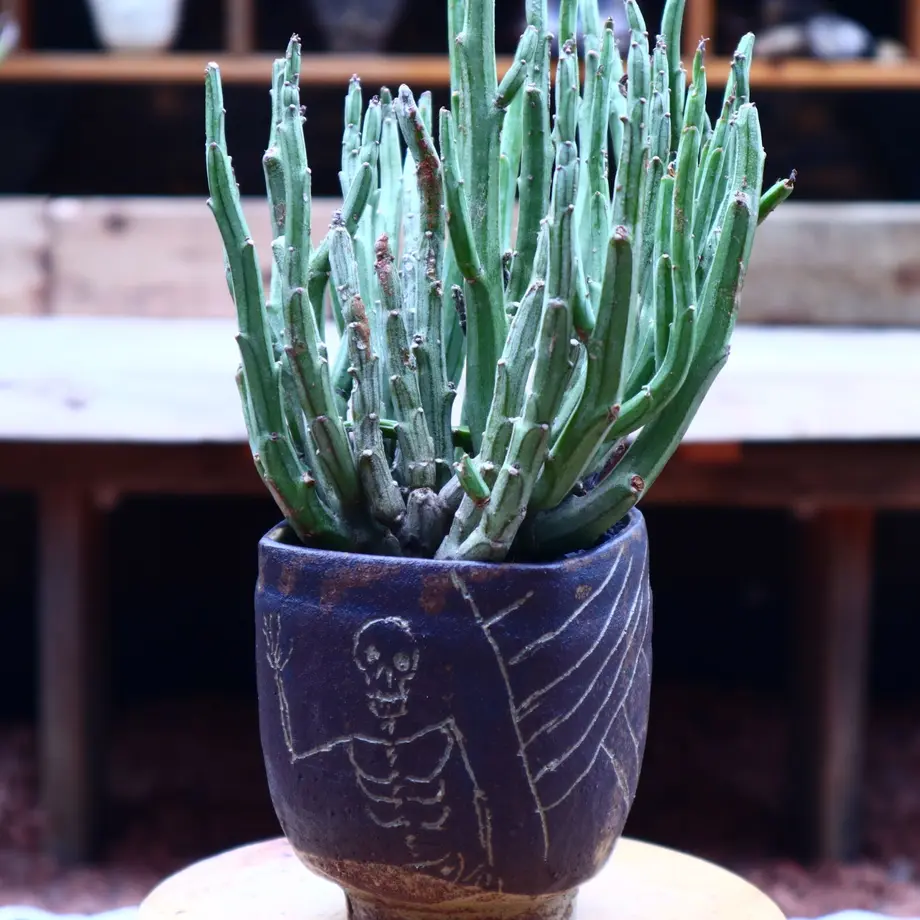 セネキオ ロンギフローラス／ Senecio longiflorus no.50204