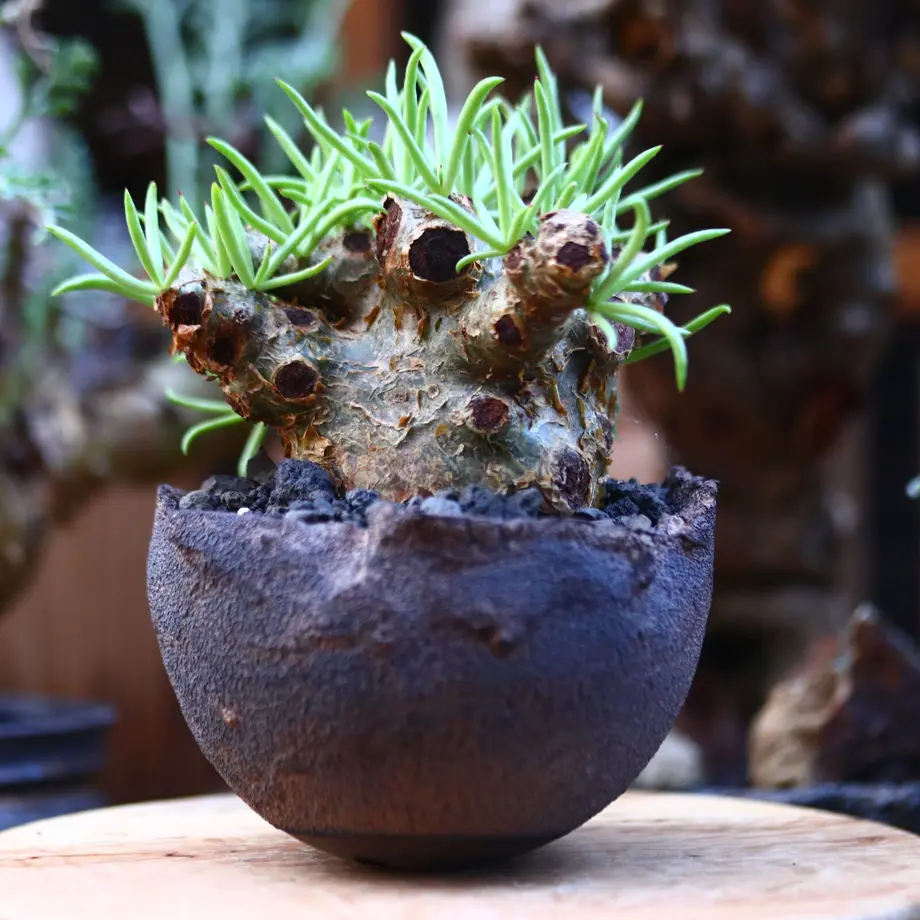 チレコドン ペアルソニー白 象／Tylecodon pearsonii no.110706 ...