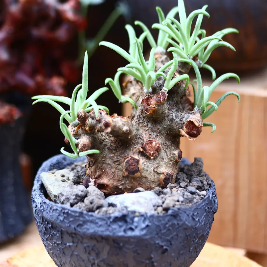 チレコドン ペアルソニー 白象／Tylecodon pearsonii no...