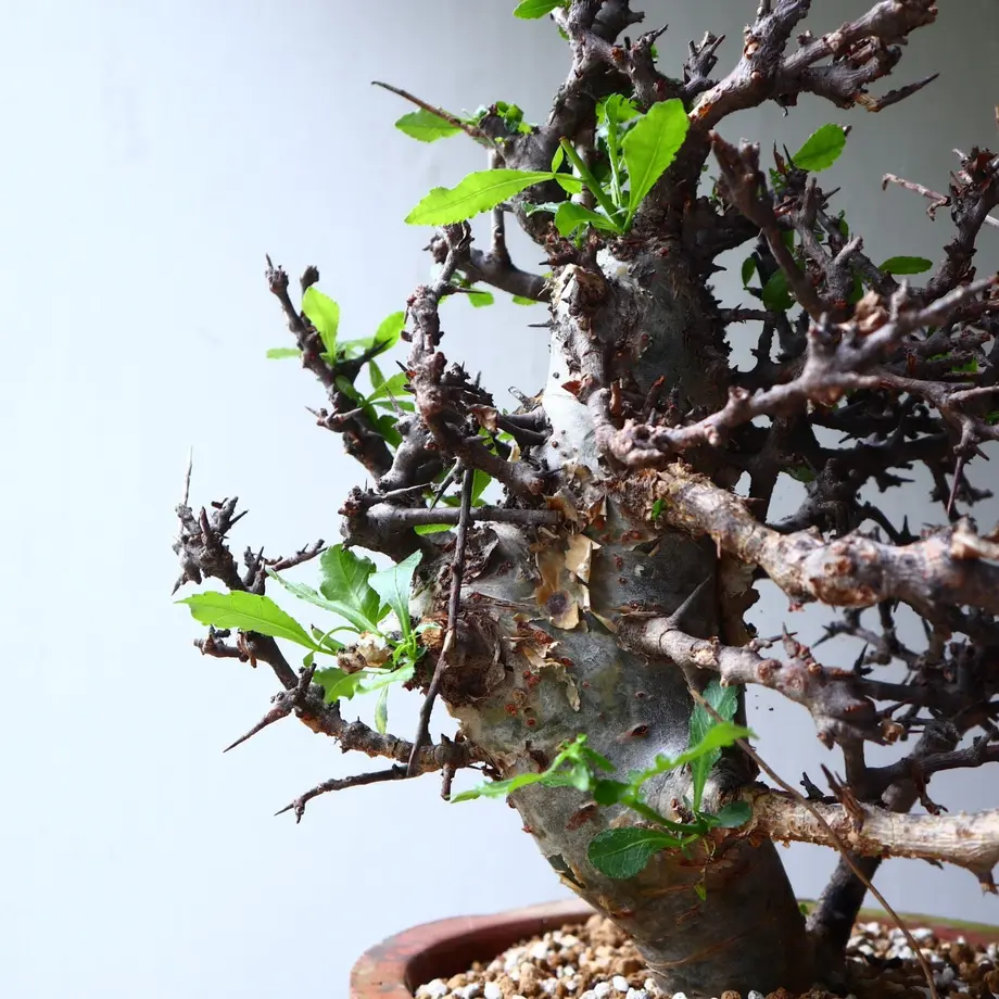 コミフォラ エミニー Commiphora eminii no.72125 | 芽の巣山