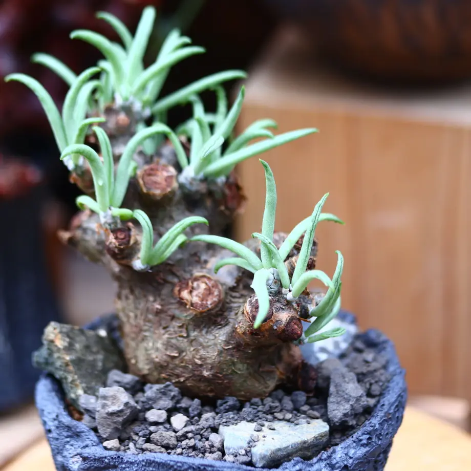 チレコドン ペアルソニー 白象／Tylecodon pearsonii no...