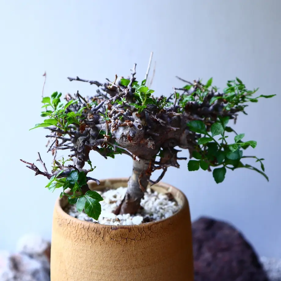 コミフォラ エイル no.002 Commiphora sp. Eyl no...