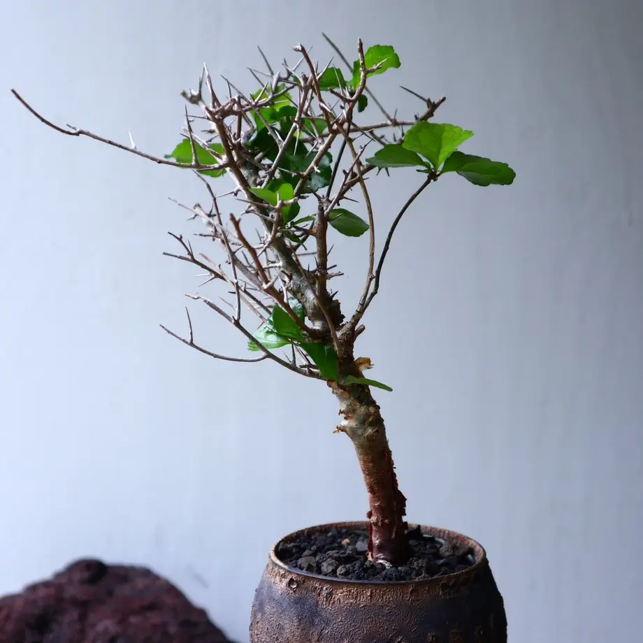 コミフォラ シンプリキフォリア Commiphora simplicifolia ...