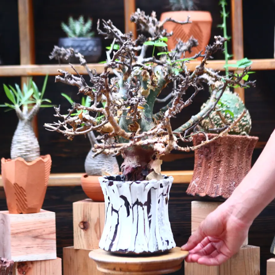 コミフォラ エミニー ／Commiphora eminii no.72406 | 芽の巣山