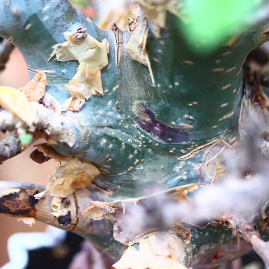 コミフォラ エミニー ／Commiphora eminii no.72406 | 芽の巣山