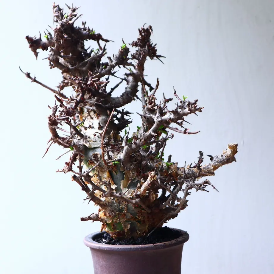コミフォラ エミニー Commiphora eminii no.72126 | 芽の巣山