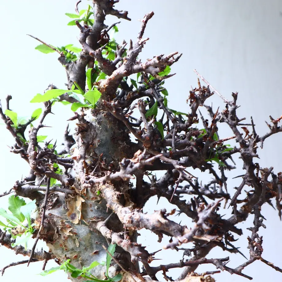 コミフォラ エミニー Commiphora eminii no.72125 | 芽の巣山