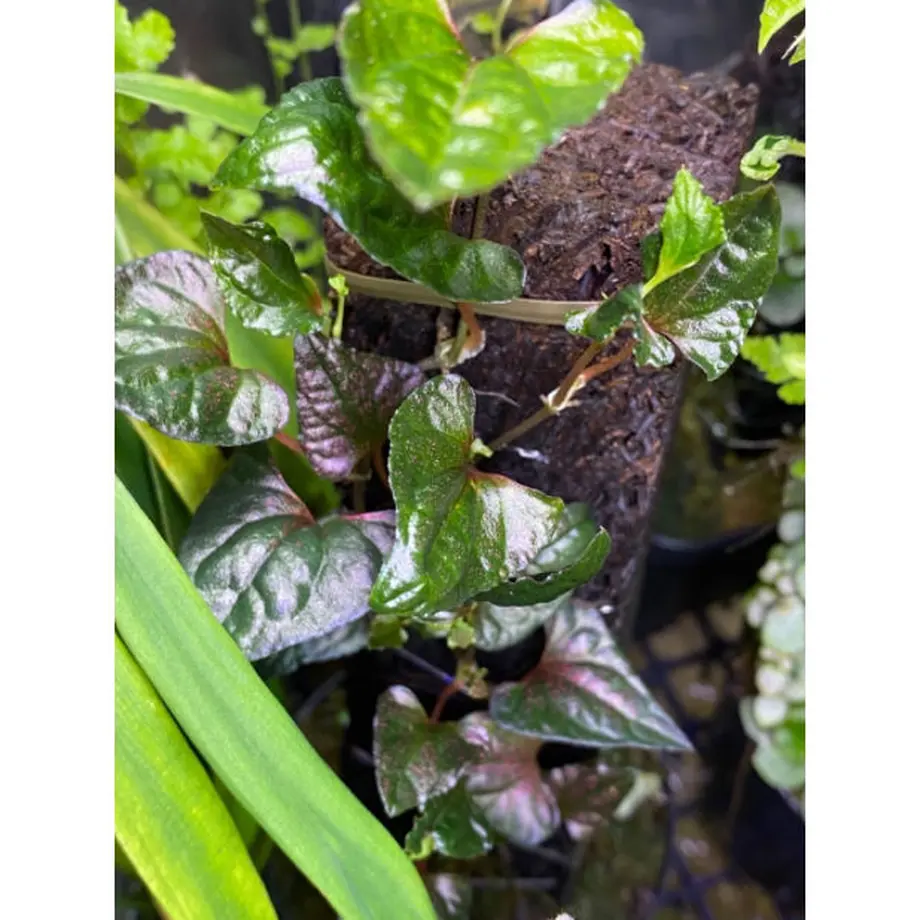 Piper sp. from Carranglan Nueva Ecija 標高1200m