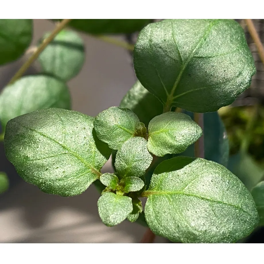 Hemigraphis reptans from Mindanao [KSB] | M・R・G・R